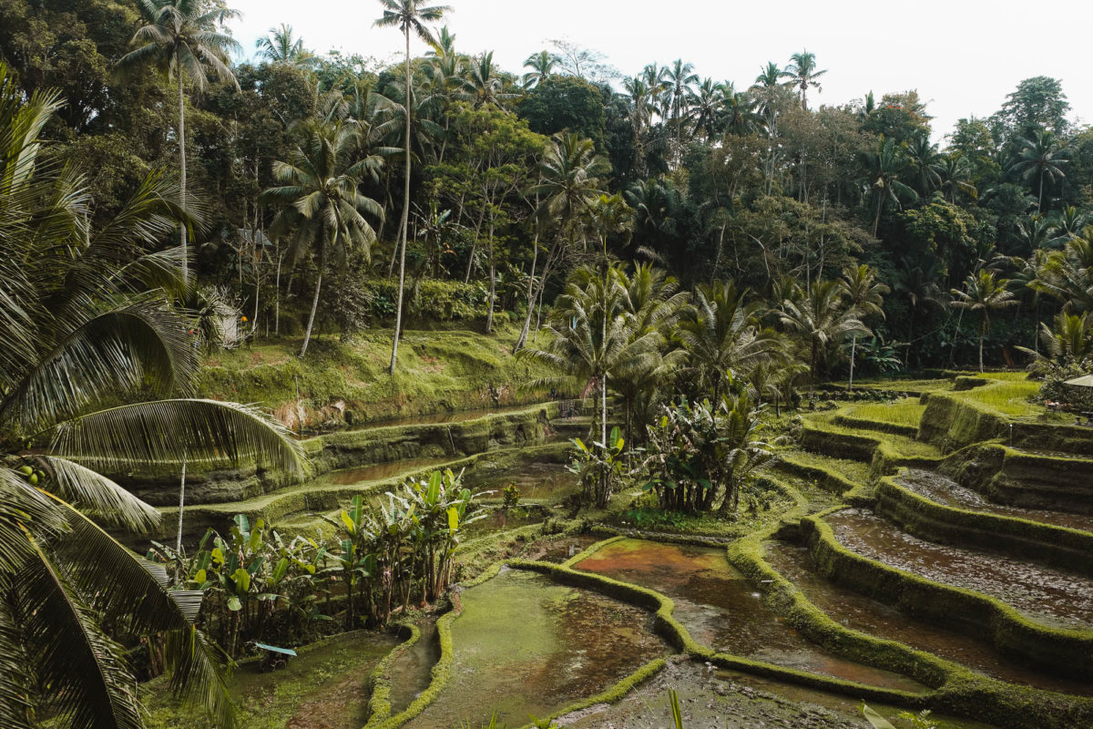 Visiter Ubud : que faire, que voir à Ubud et ses alentours - Joowbar ...